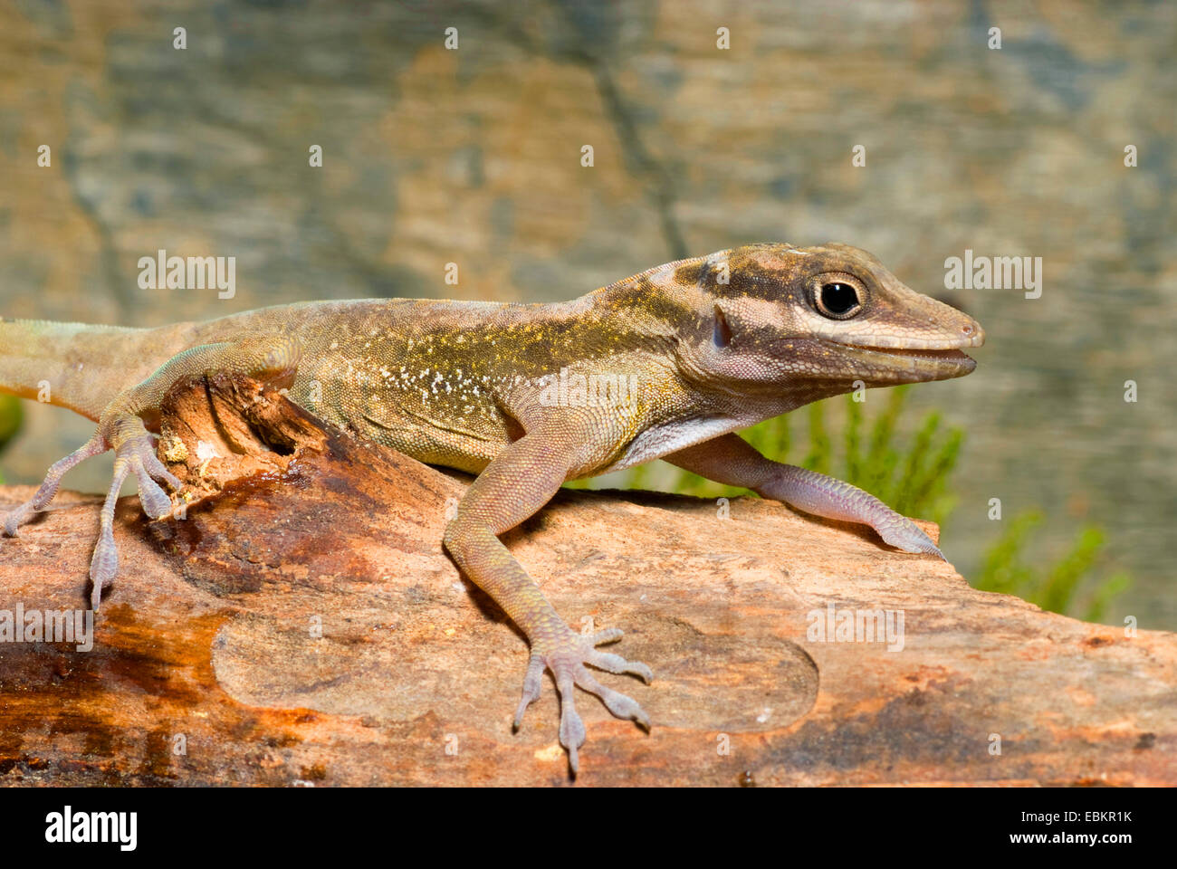 Cave anole (Anolis lucius), on a branch Stock Photo - Alamy