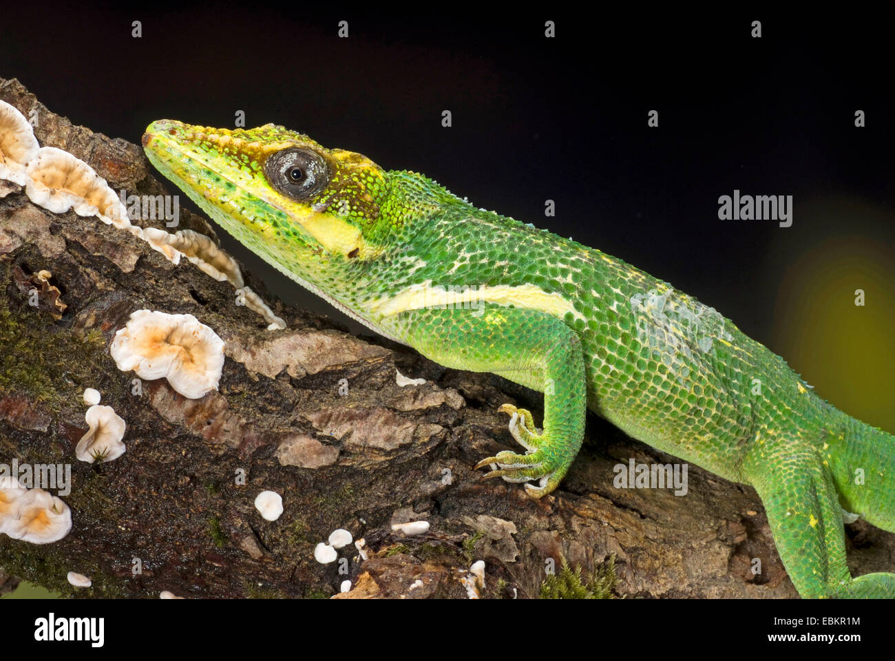 knight anole (Anolis equestris, Deiroptyx equestris), portrait, Owen ...