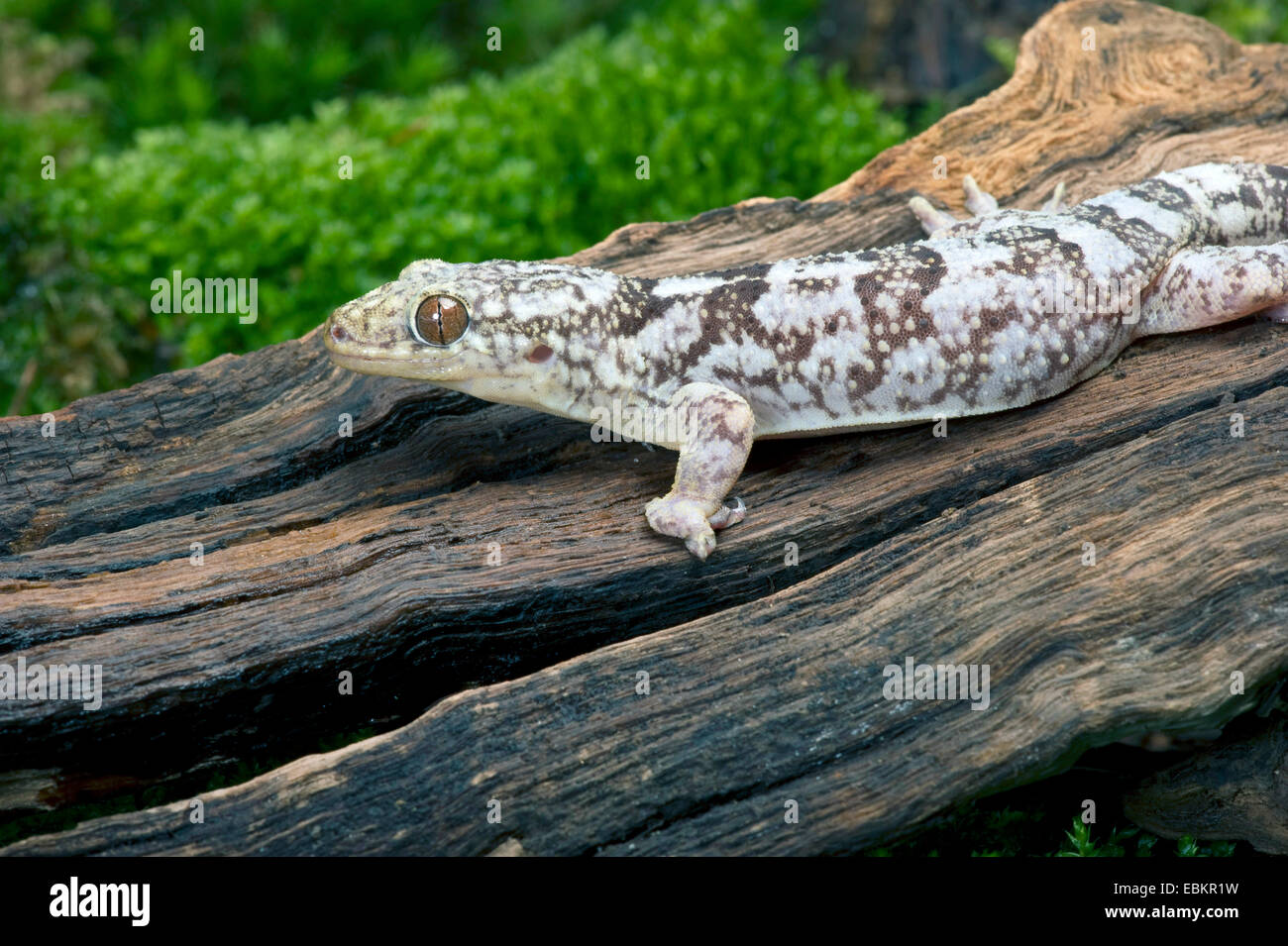 Antongil Velvet Gecko (Blaesodactylus antongilensis, Homopholis ...