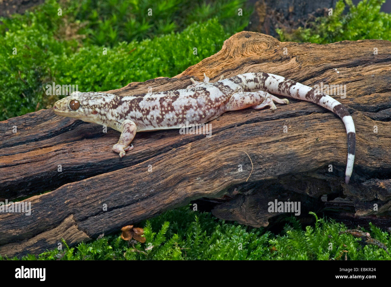 Antongil Velvet Gecko (Blaesodactylus antongilensis, Homopholis ...