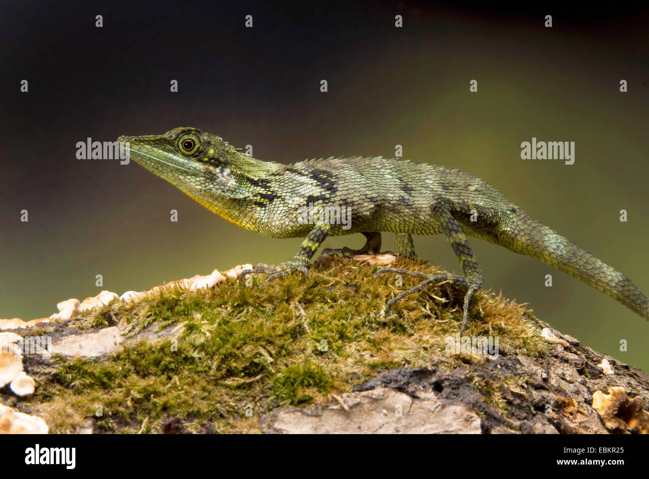 Green Crested Lizard (Bronchocela cristatella), on a mossy branch Stock ...