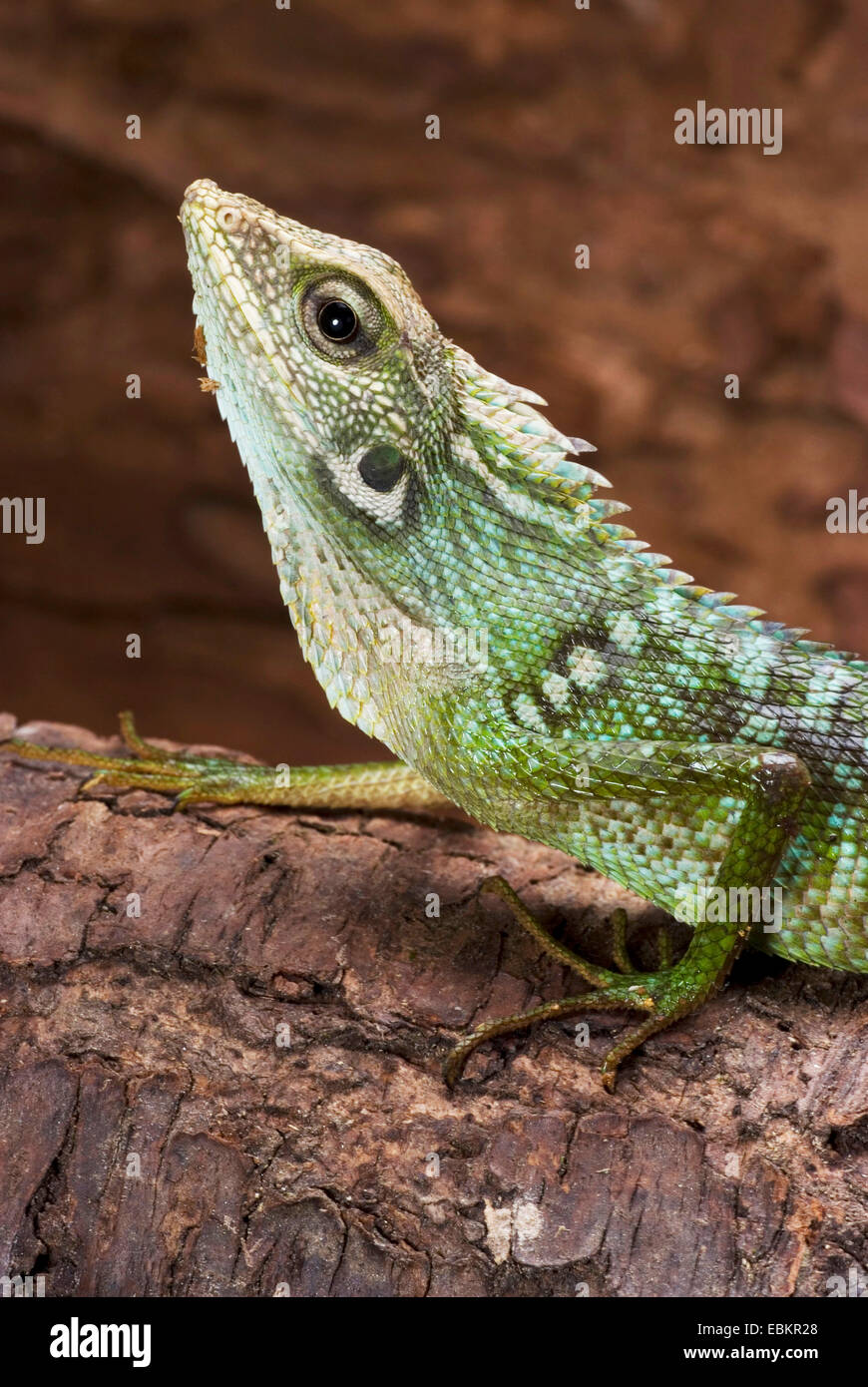 Crested lizard hi-res stock photography and images - Alamy