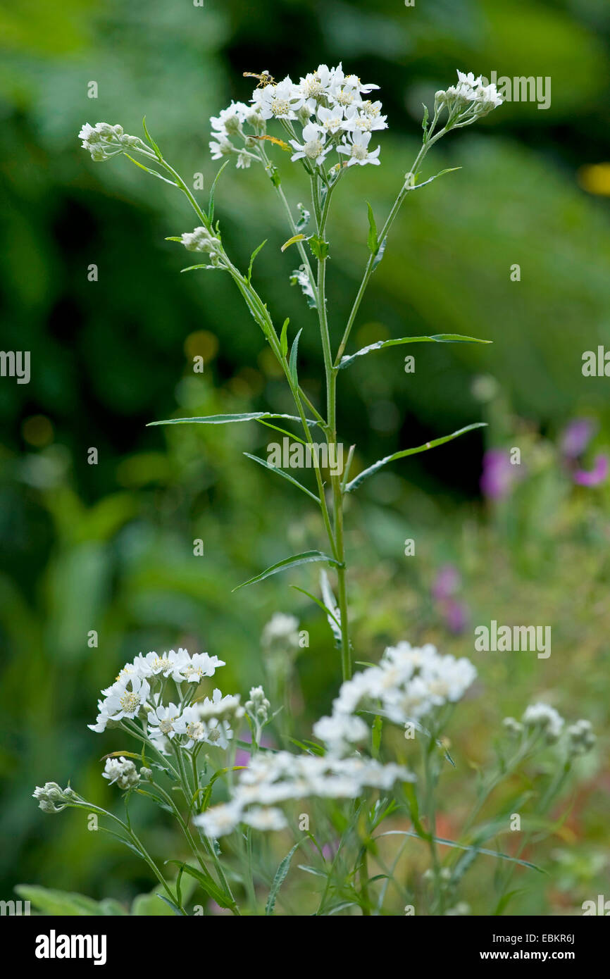 sneezewort yarrow, false sneezewort (Achillea ptarmica), blooming Stock ...