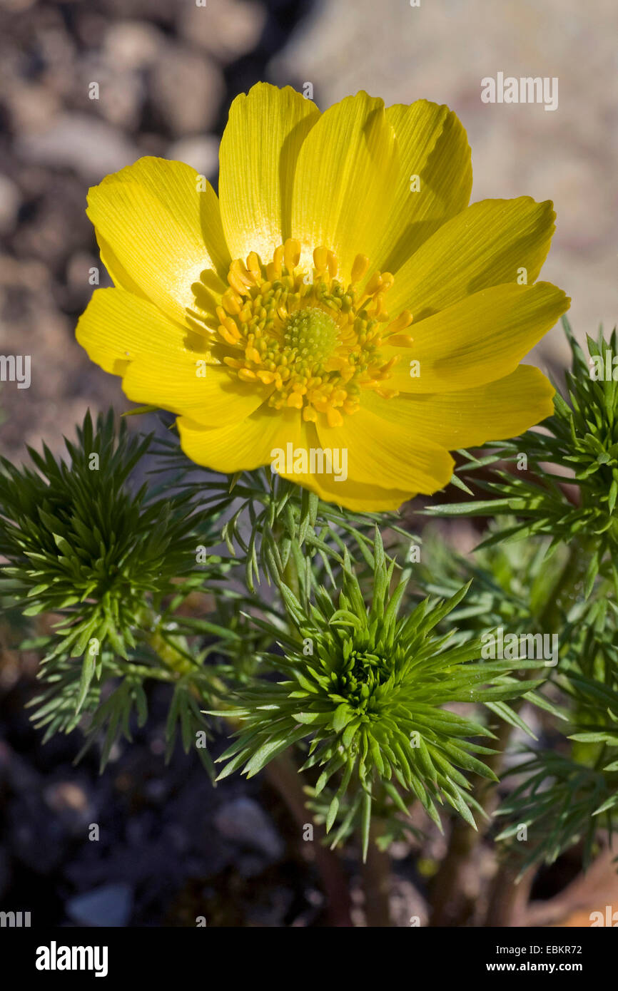 Adonis flowers hi-res stock photography and images - Alamy