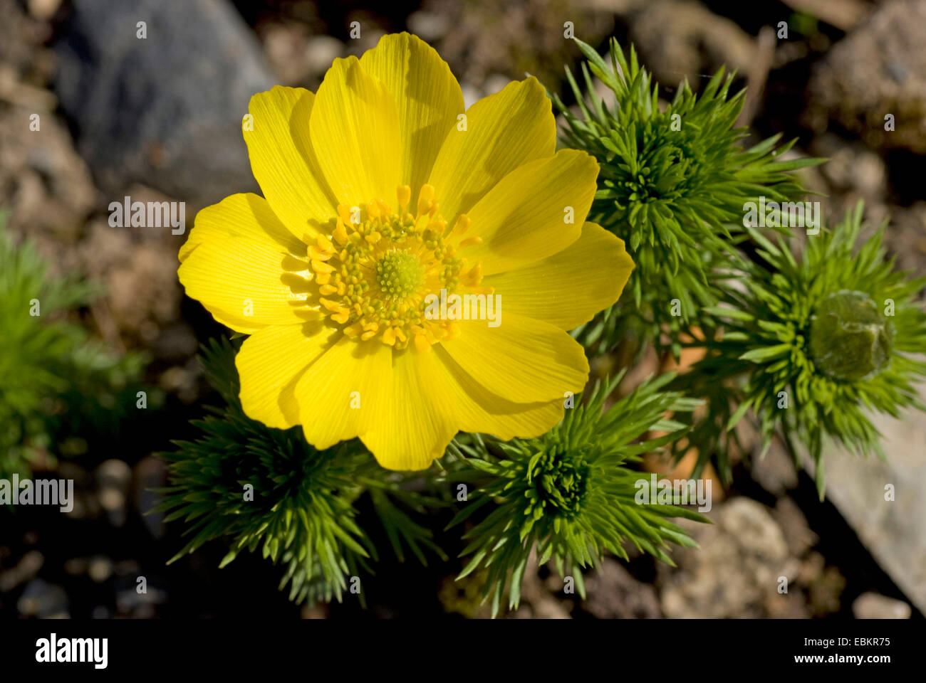 Adonis flowers hi-res stock photography and images - Alamy