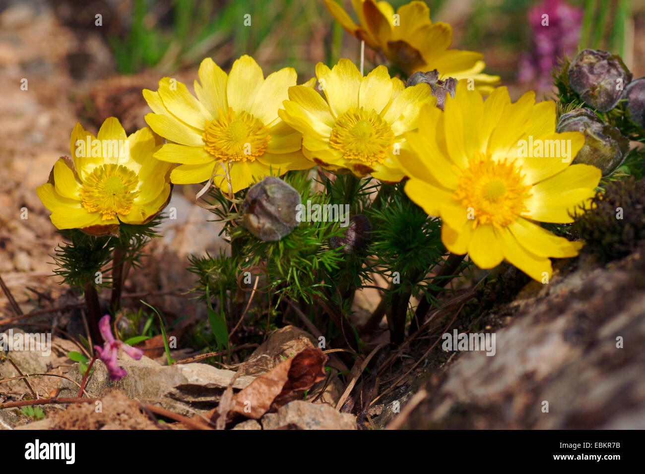 Adonis flowers hi-res stock photography and images - Alamy