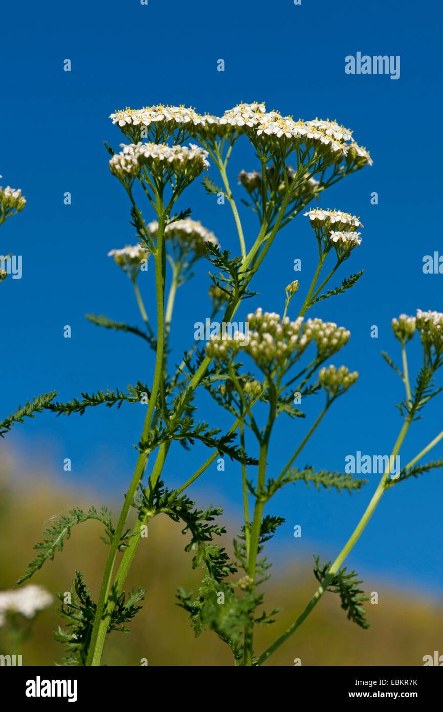 common yarrow, milfoil (Achillea millefolium), blooming, Germany Stock ...