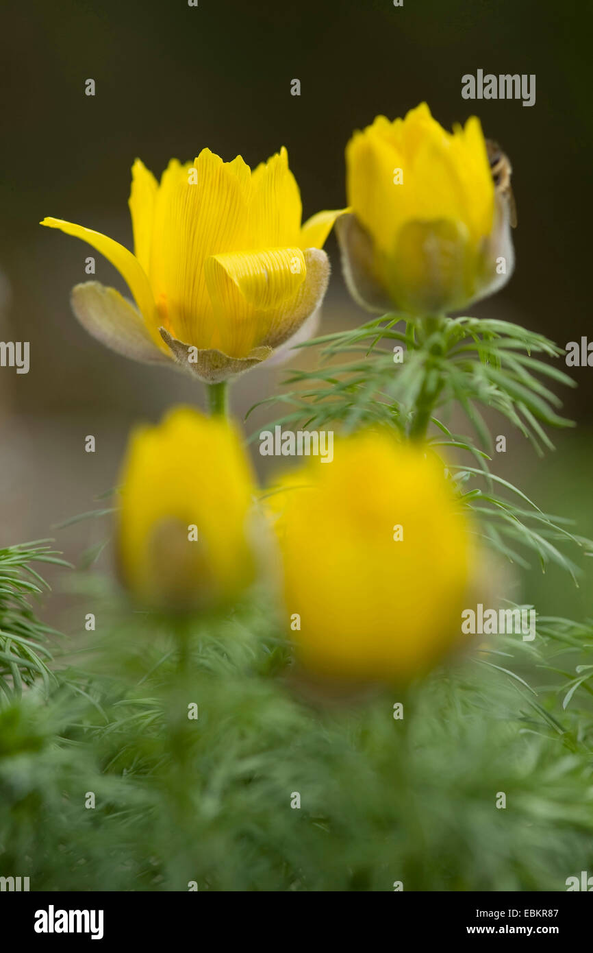 Adonis flowers hi-res stock photography and images - Alamy