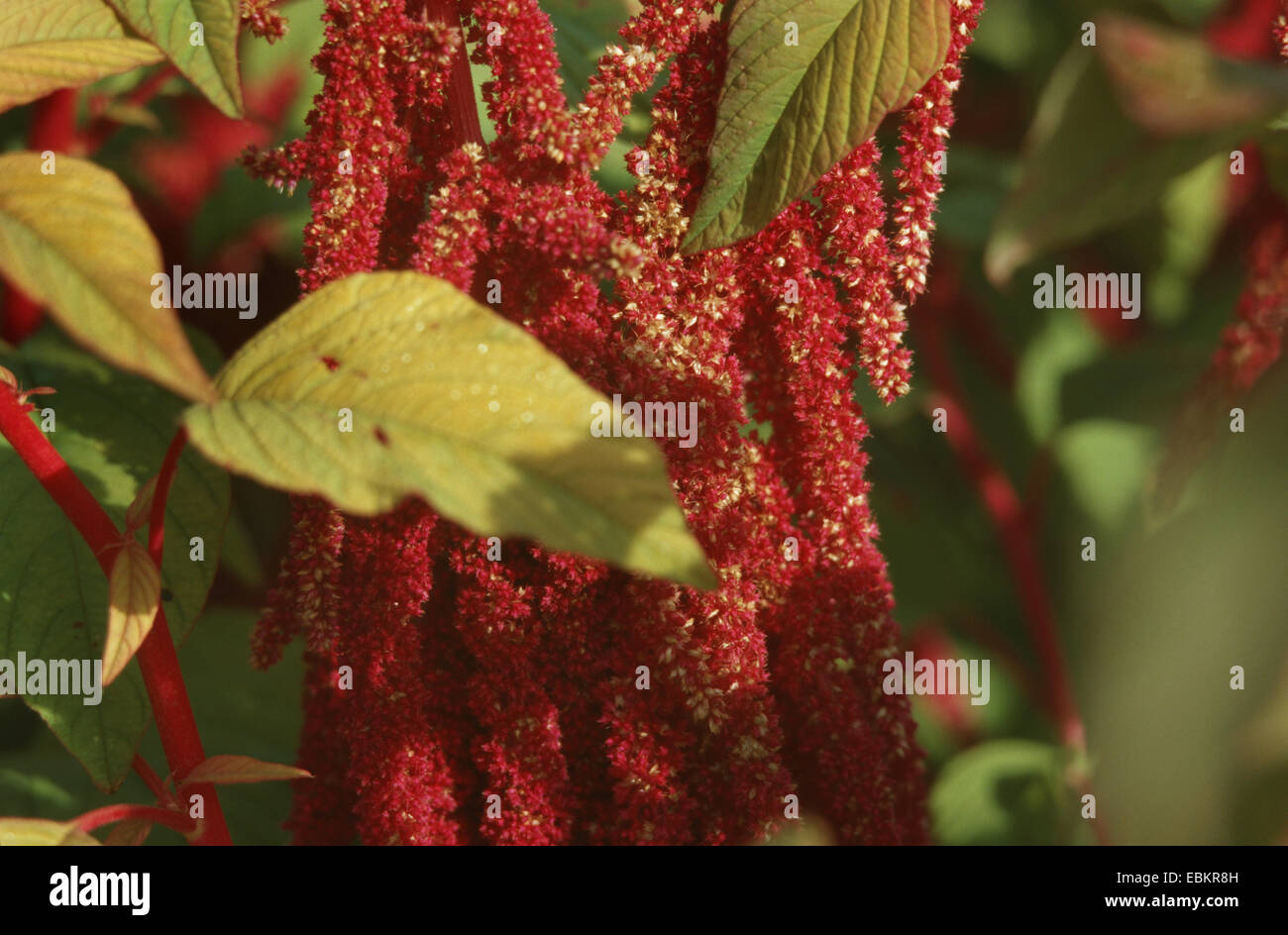 Love lies bleeding, Love.lies-bleeding, Inca wheat, kiwicha (Amaranthus ...