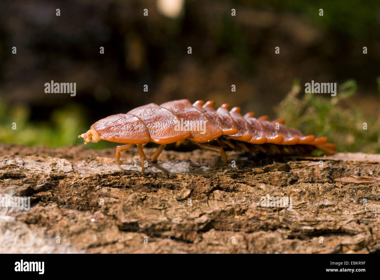Trilobite beetle (Duliticola spec.,), walking on deadwood Stock Photo ...