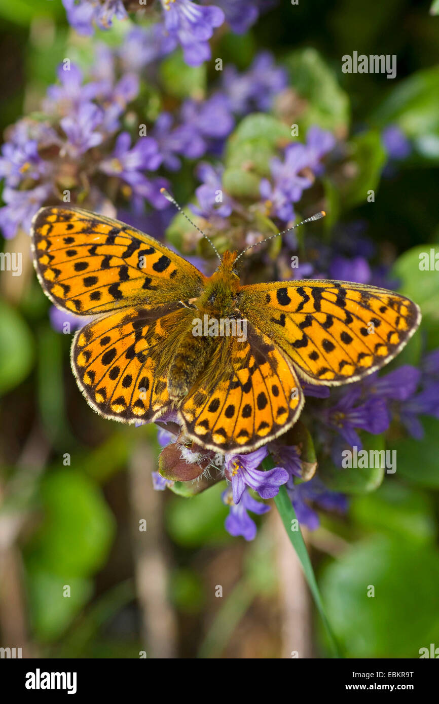Pearl bordered fritillary hi-res stock photography and images - Alamy