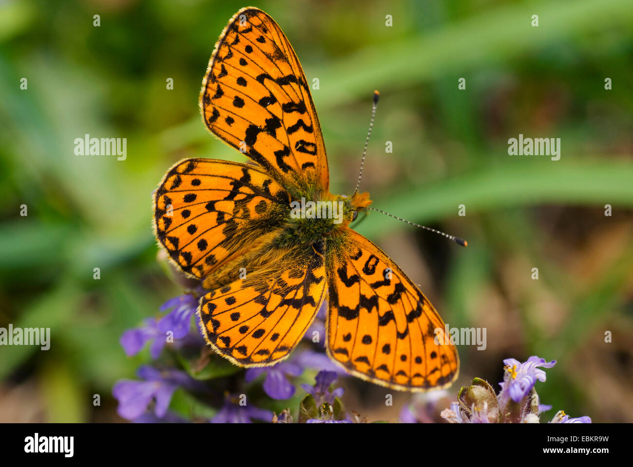 Pearl bordered fritillary hi-res stock photography and images - Alamy