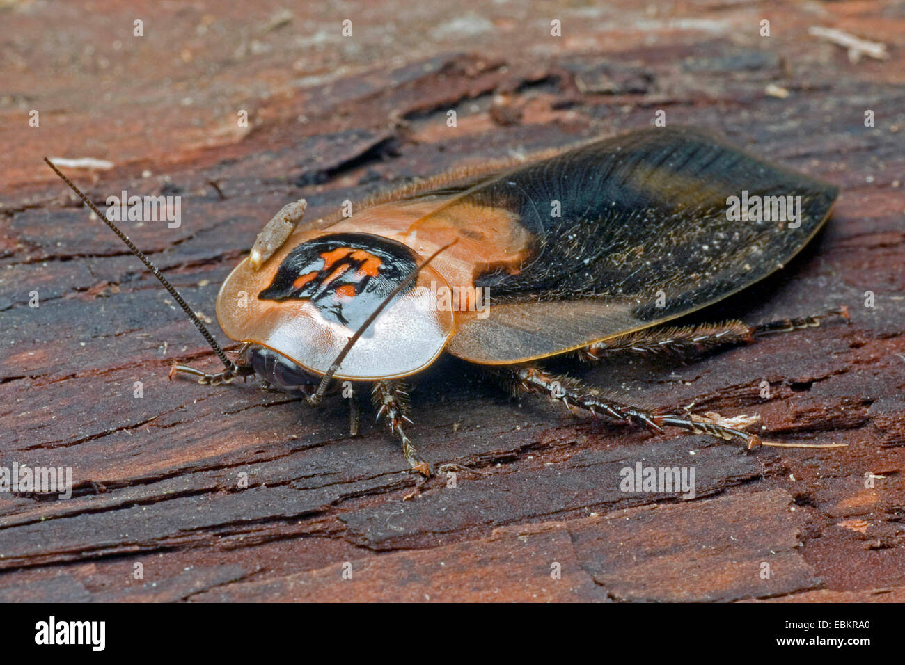 death's head cockroach (Blaberus craniifer Black Wing, Blaberus ...