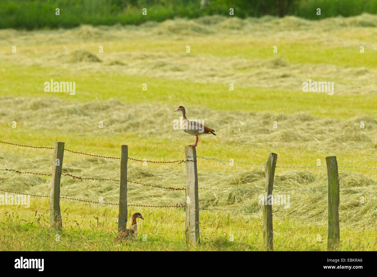 Egyptian goose (Alopochen aegyptiacus), couple at a barbed wire fence ...