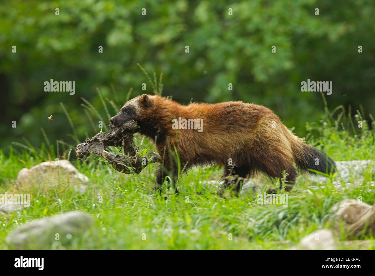 wolverine (Gulo gulo), walking in a meadow with an old bone in the ...