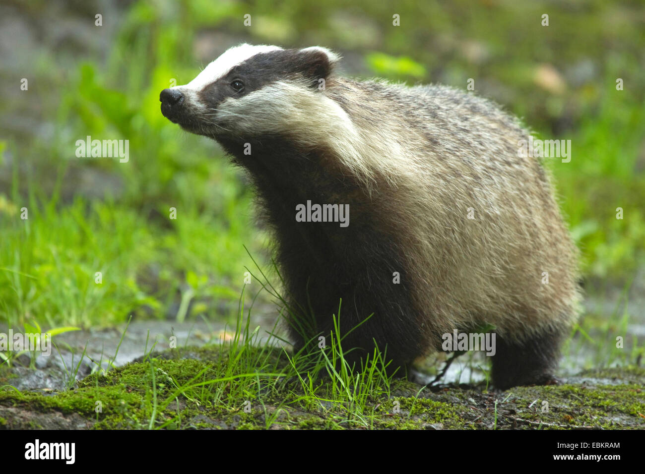 Rock badger hi-res stock photography and images - Alamy