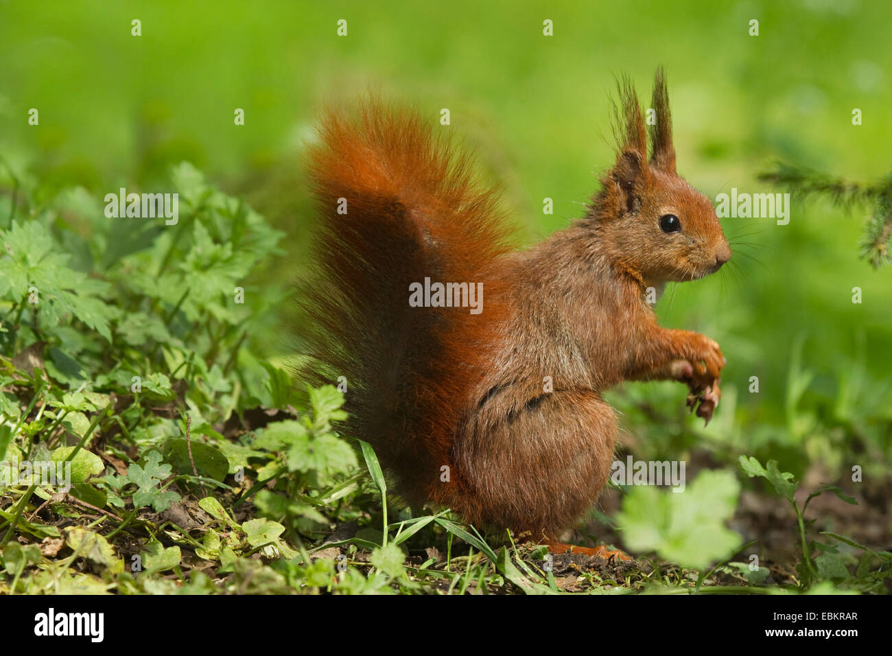 European red squirrel, Eurasian red squirrel (Sciurus vulgaris ...