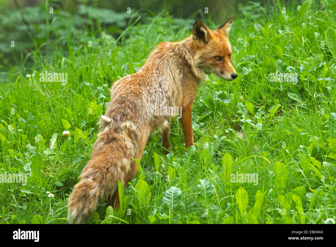Rear view of foxes hi-res stock photography and images - Alamy