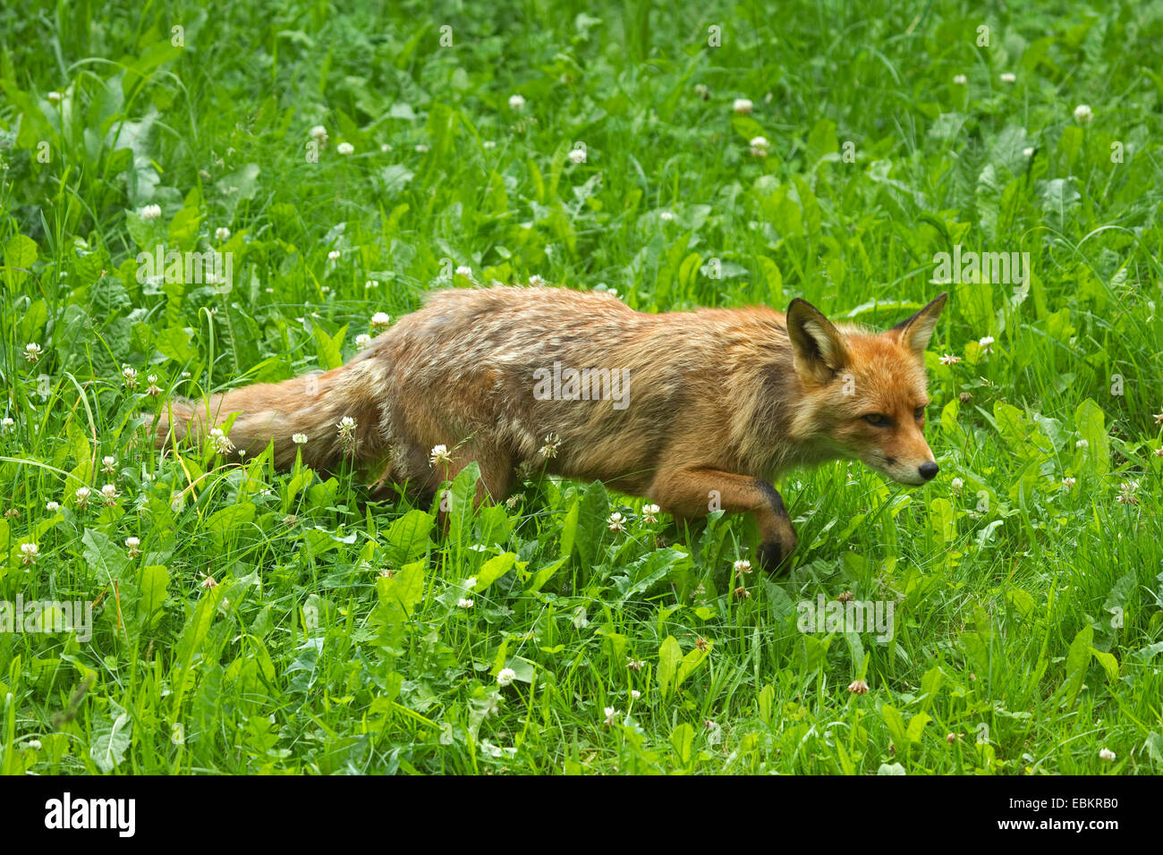 red fox (Vulpes vulpes), walking through a meadow, Sweden Stock Photo ...