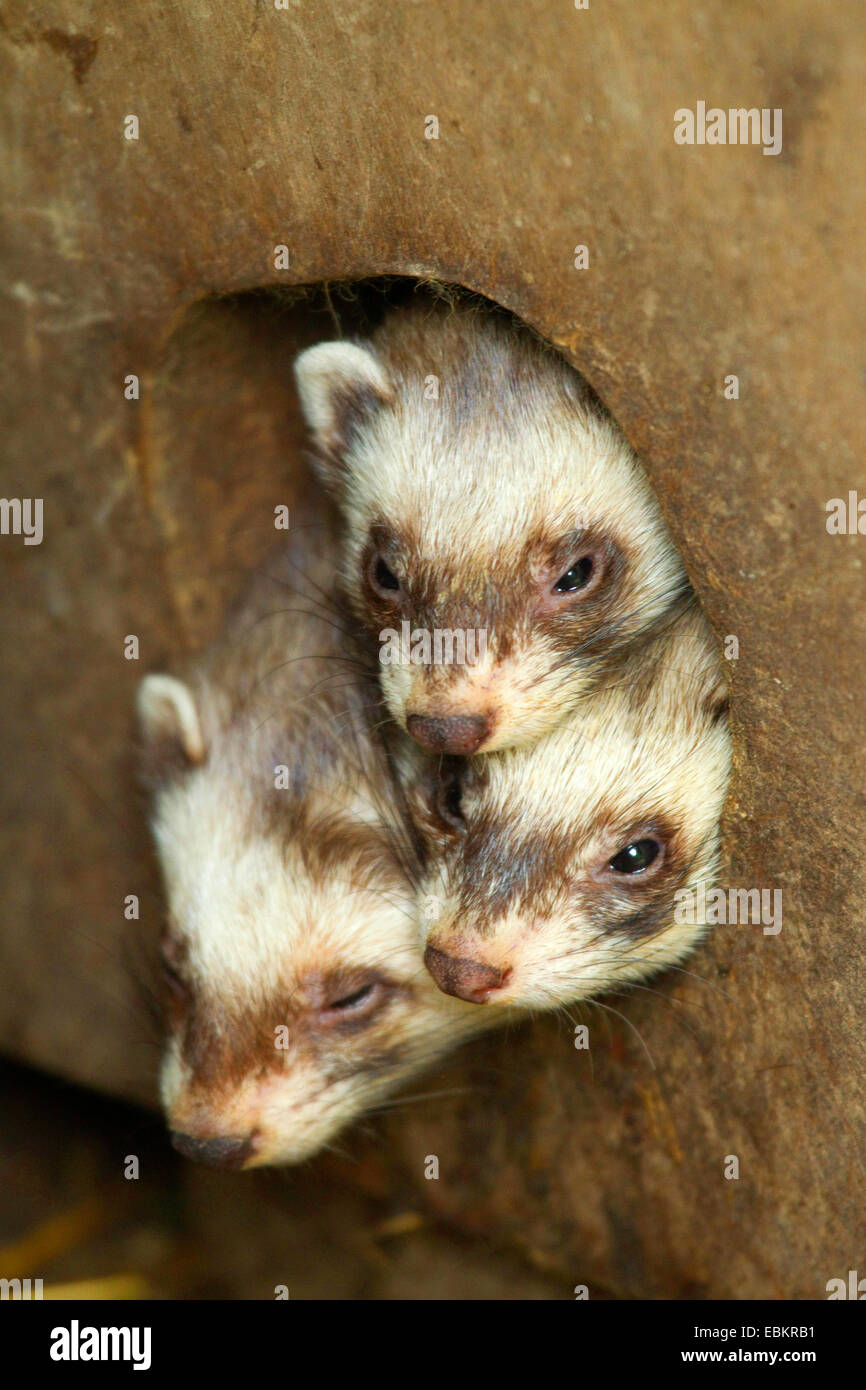 Three animals hi-res stock photography and images - Alamy