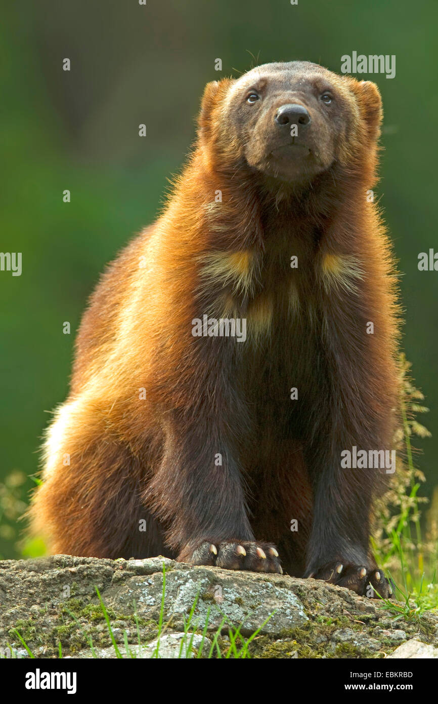 wolverine (Gulo gulo), sitting on a rock in the grass, Sweden Stock ...