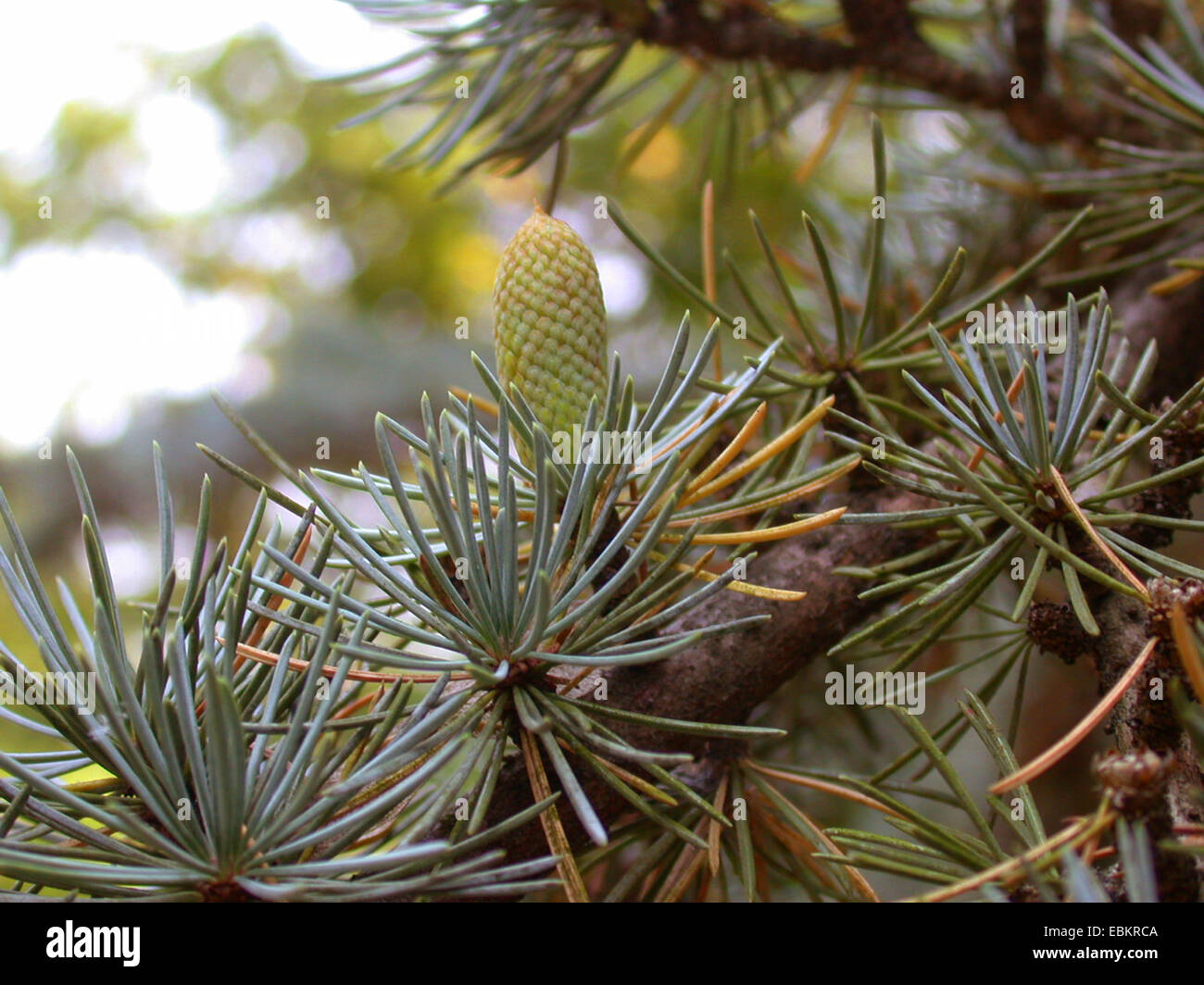 Cedrus atlantica glauca hi-res stock photography and images - Alamy