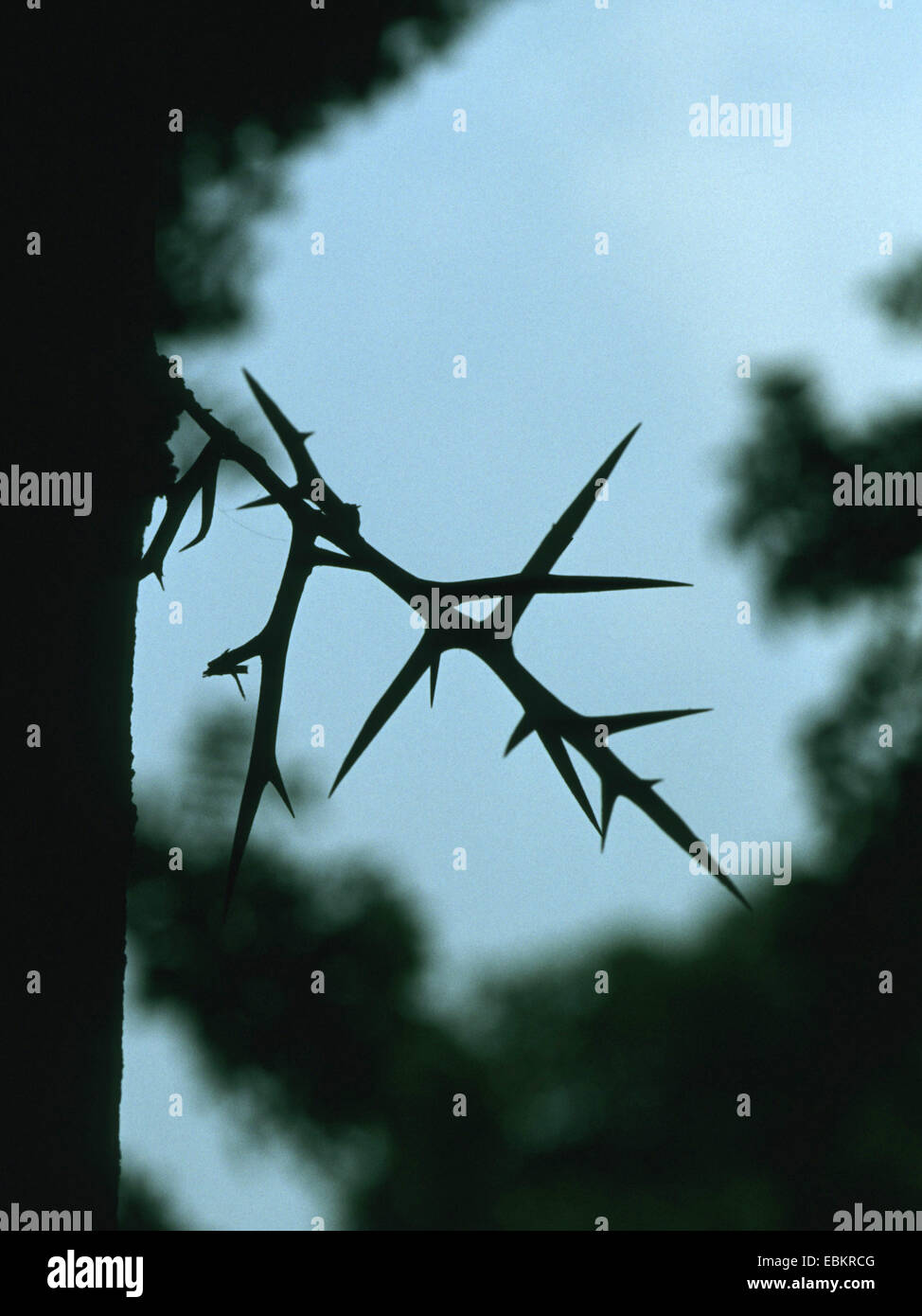 honeylocust, honey locust (Gleditsia triacanthos), spine at a trunk ...