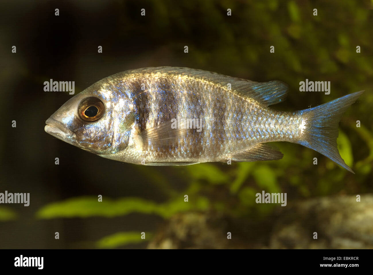 cichlid (Placidochromis phenochilus), swimming Stock Photo - Alamy