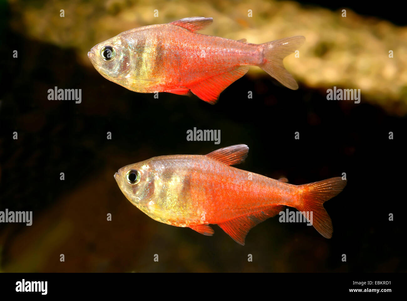 flame tetra (Hyphessobrycon flammeus), two flame teras Stock Photo - Alamy