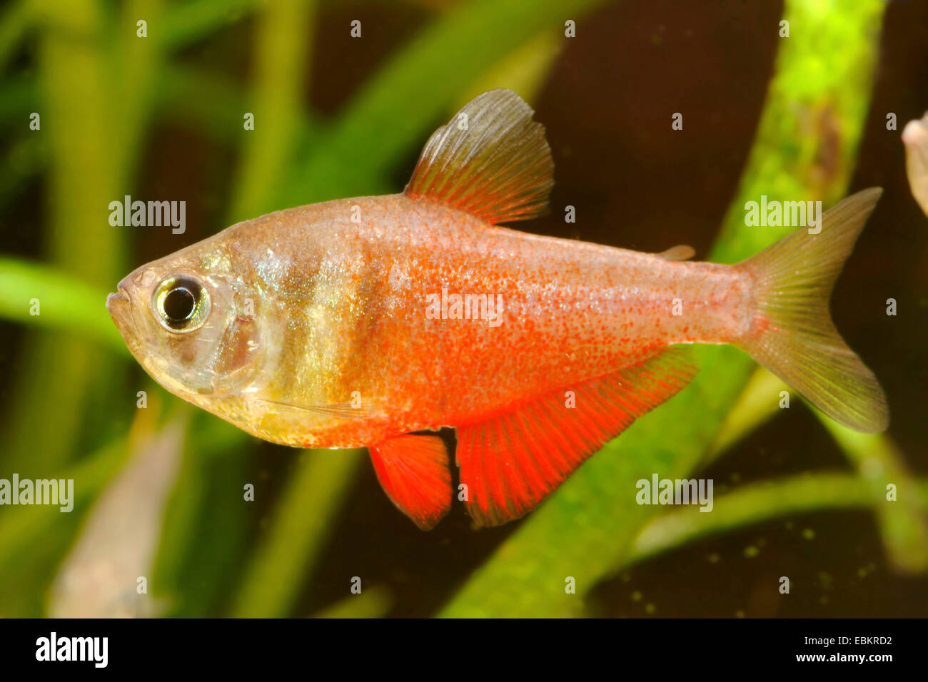 flame tetra (Hyphessobrycon flammeus), swimming Stock Photo - Alamy