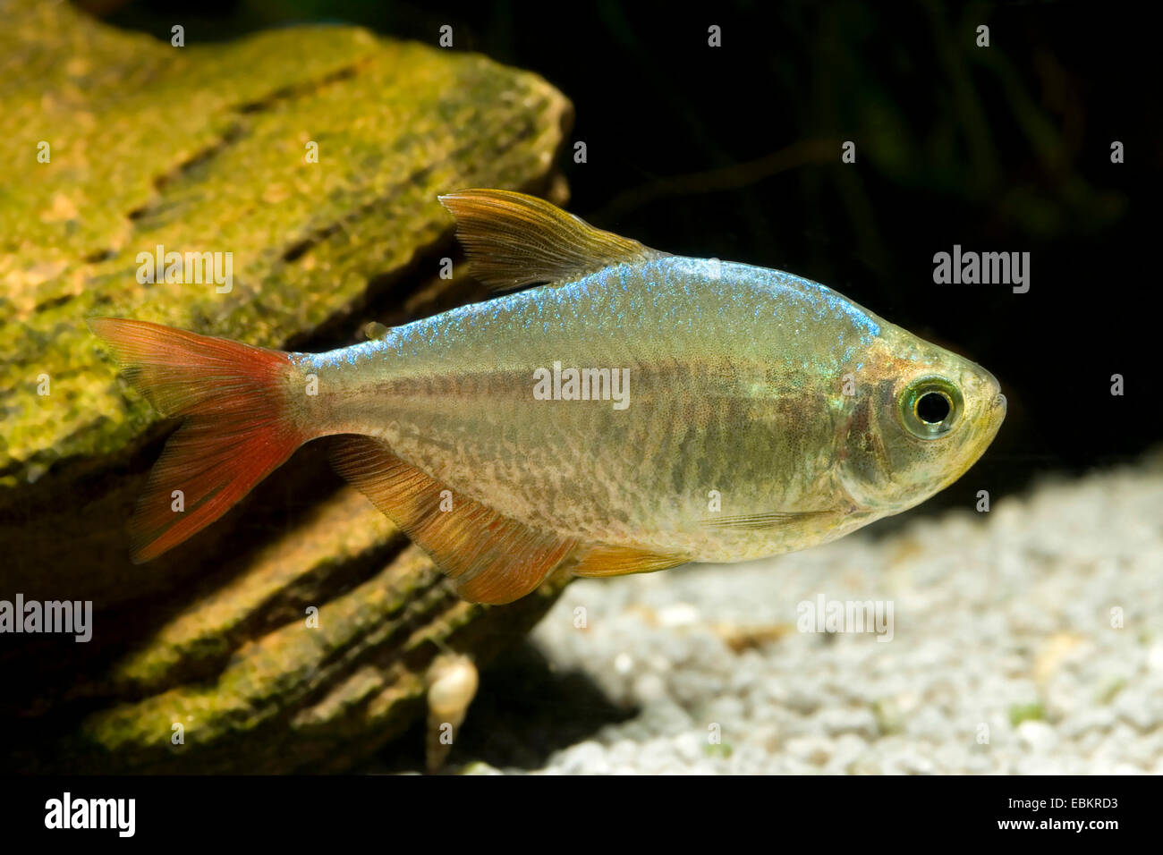 Columbian Tetra