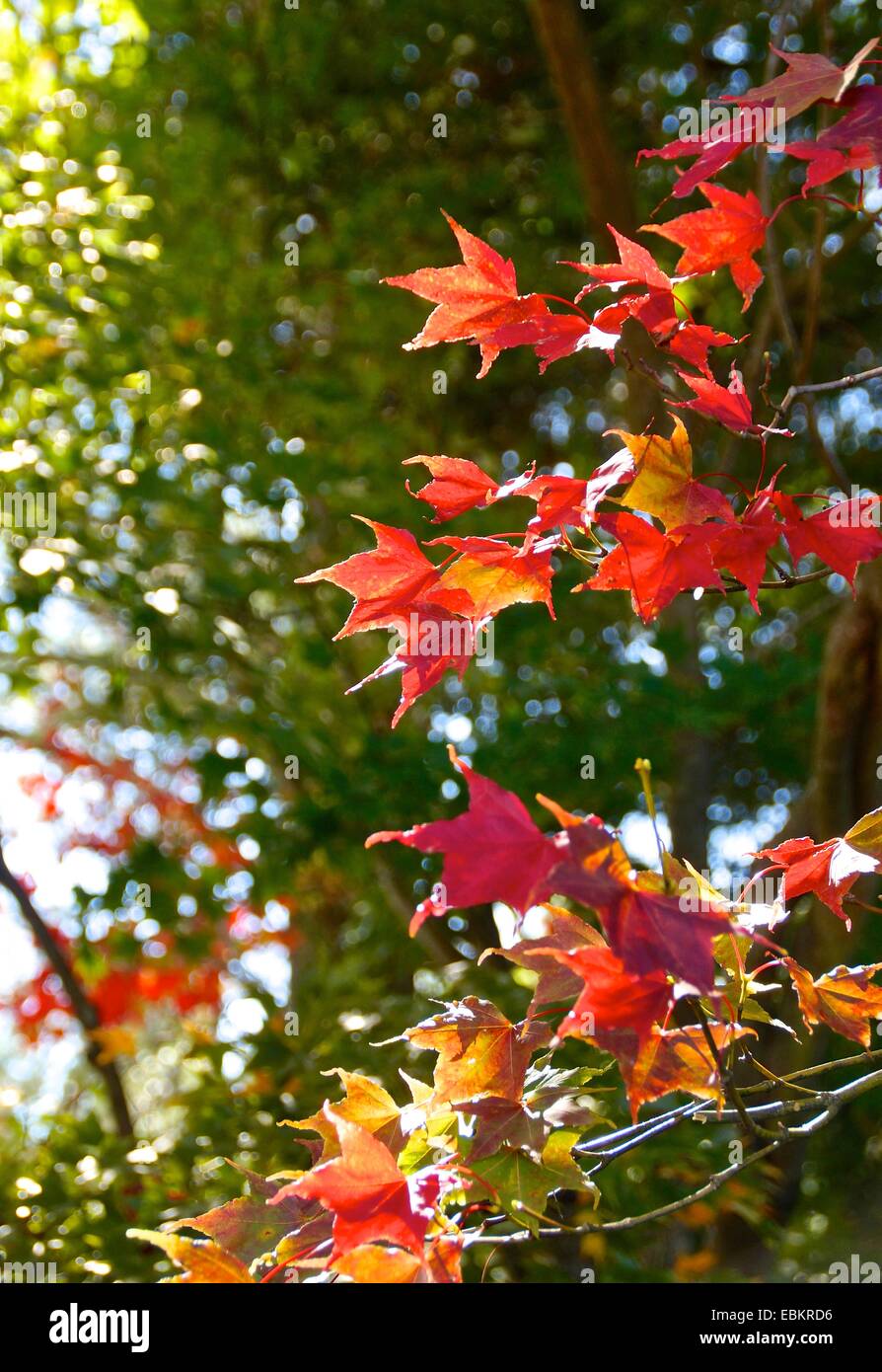 The beautiful maple leaves closeup in forests Stock Photo - Alamy