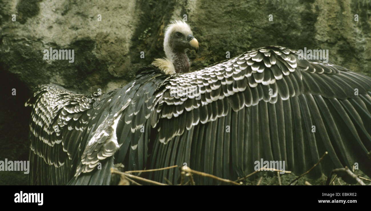 Rueppell's griffon, Rueppells griffon vulture (Gyps rueppelli), with ...