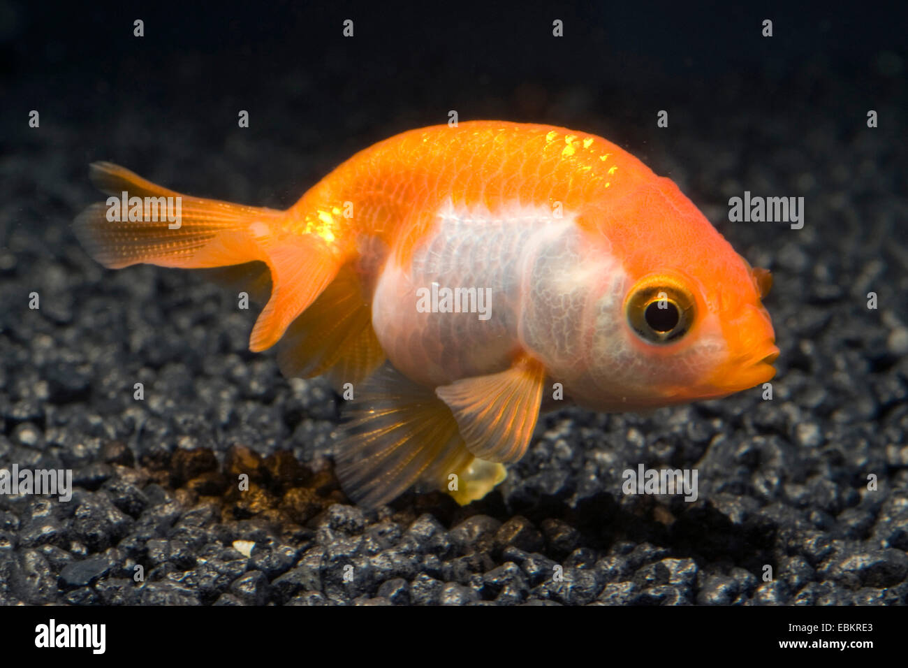 Red Carp High Resolution Stock Photography and Images - Alamy