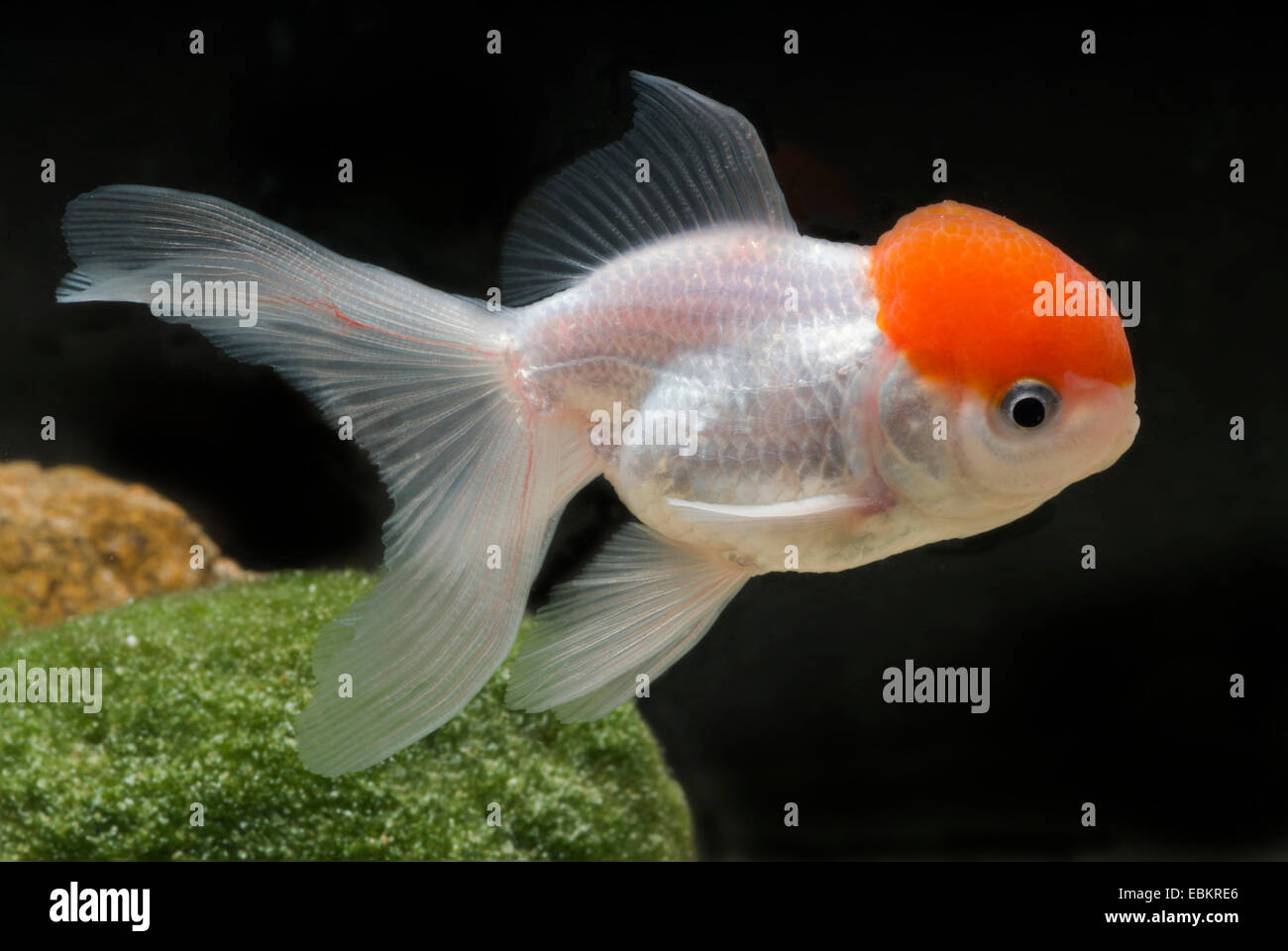 Lionhead Goldfish