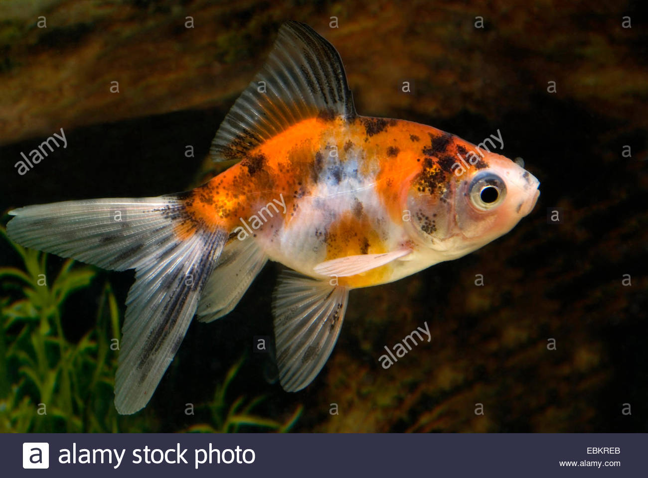 goldfish, common carp (Carassius auratus), breed Calico-Veiltail Stock ...