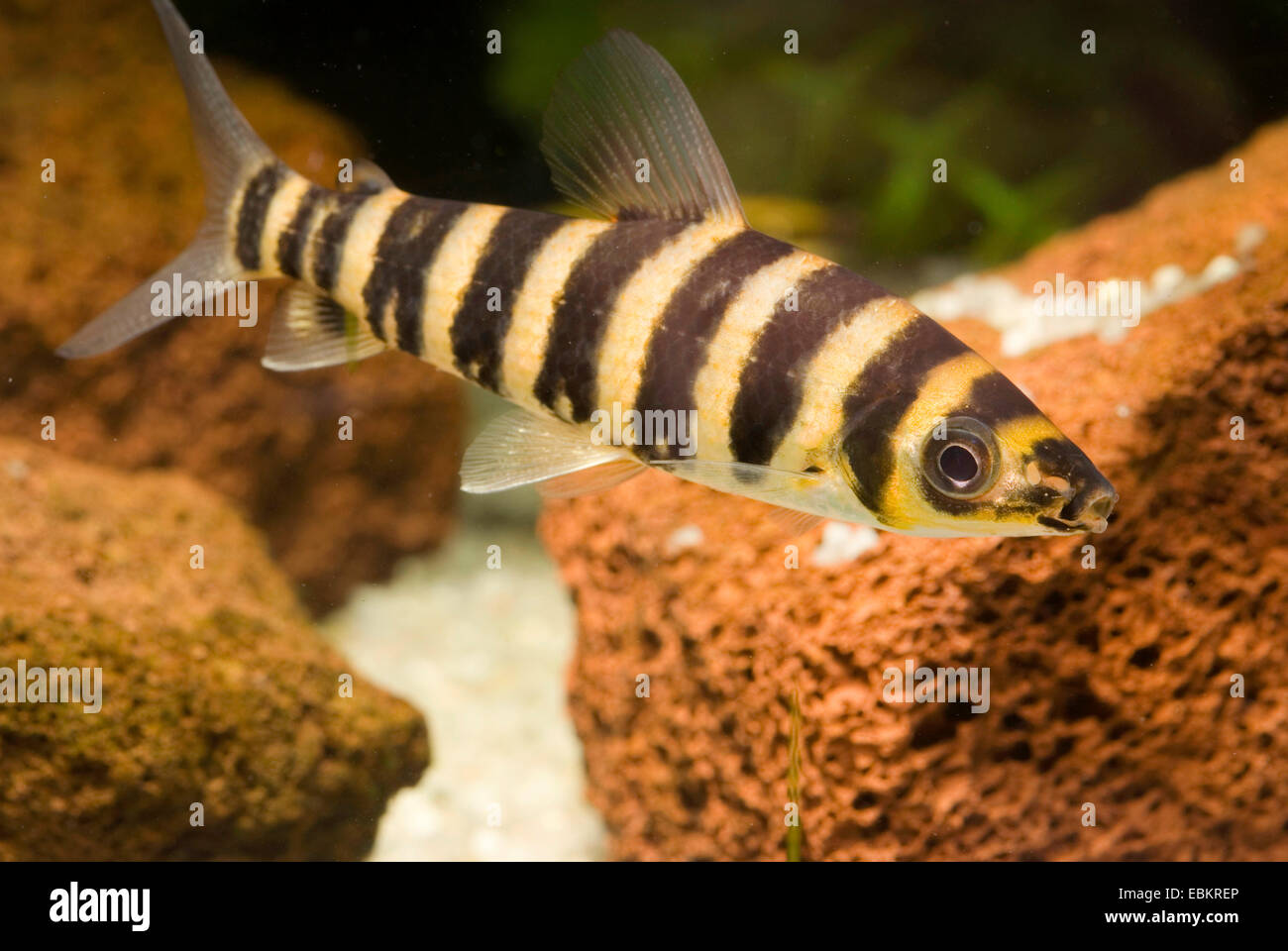 Banded leporinus, Black-banded leporinus (Leporinus fasciatus), full ...
