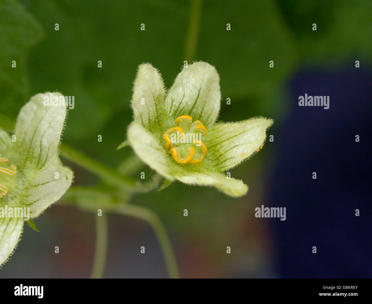 White bryony, Red bryony (Bryonia dioica, Bryonia cretica ssp. dioica ...
