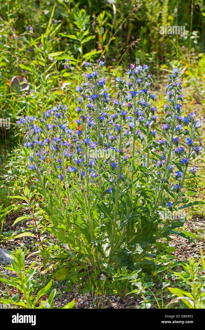blueweed, blue devil, viper's bugloss, common viper's-bugloss (Echium ...