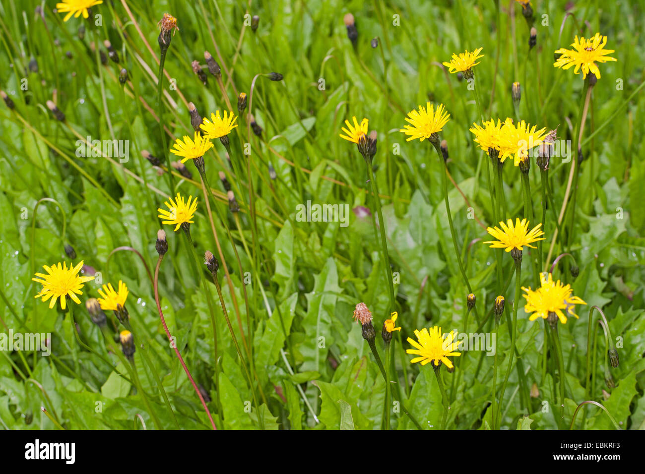 rough hawkbit, common hawkbit (Leontodon hispidus), blooming, Germany ...