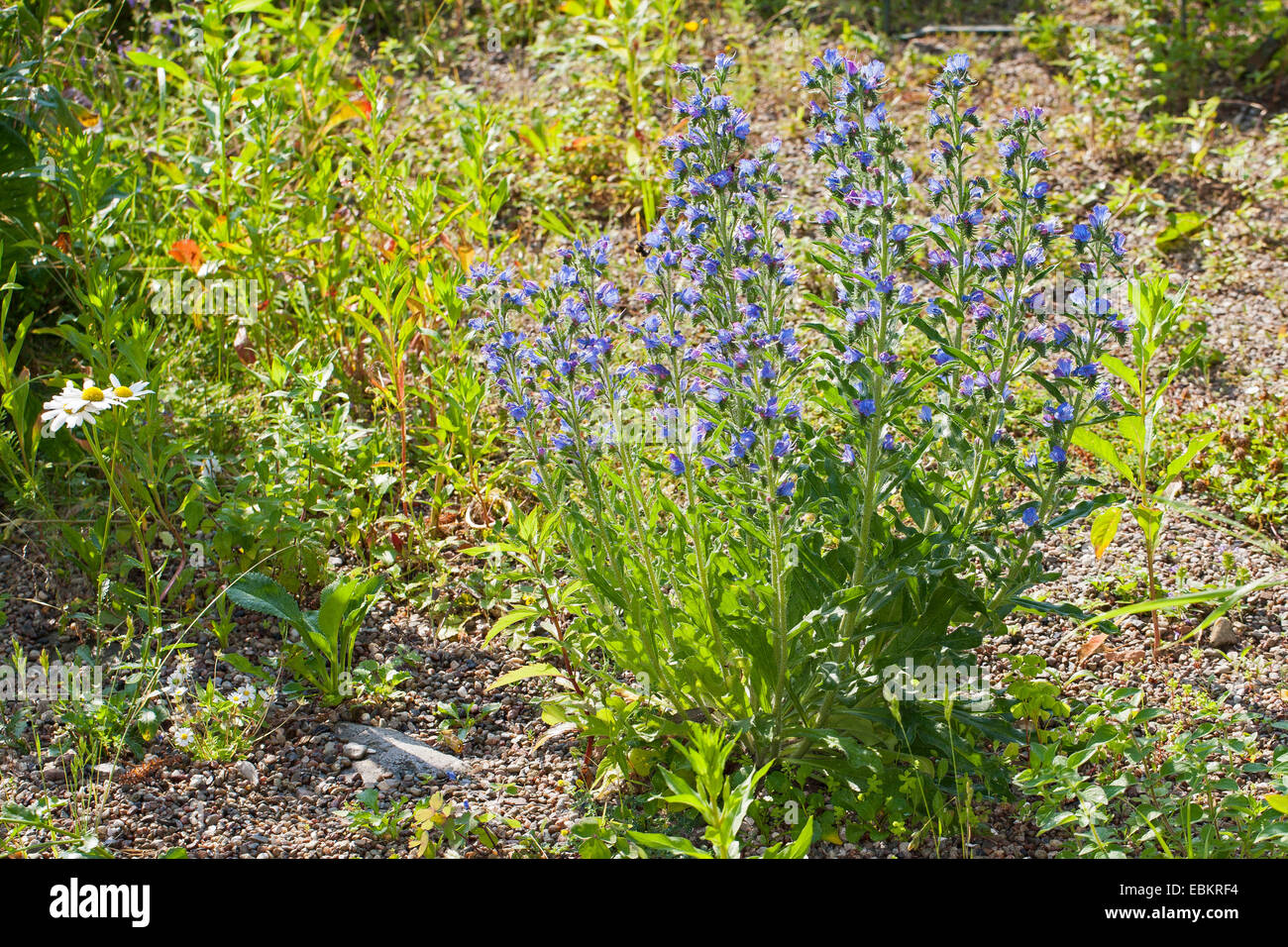 blueweed, blue devil, viper's bugloss, common viper's-bugloss (Echium ...