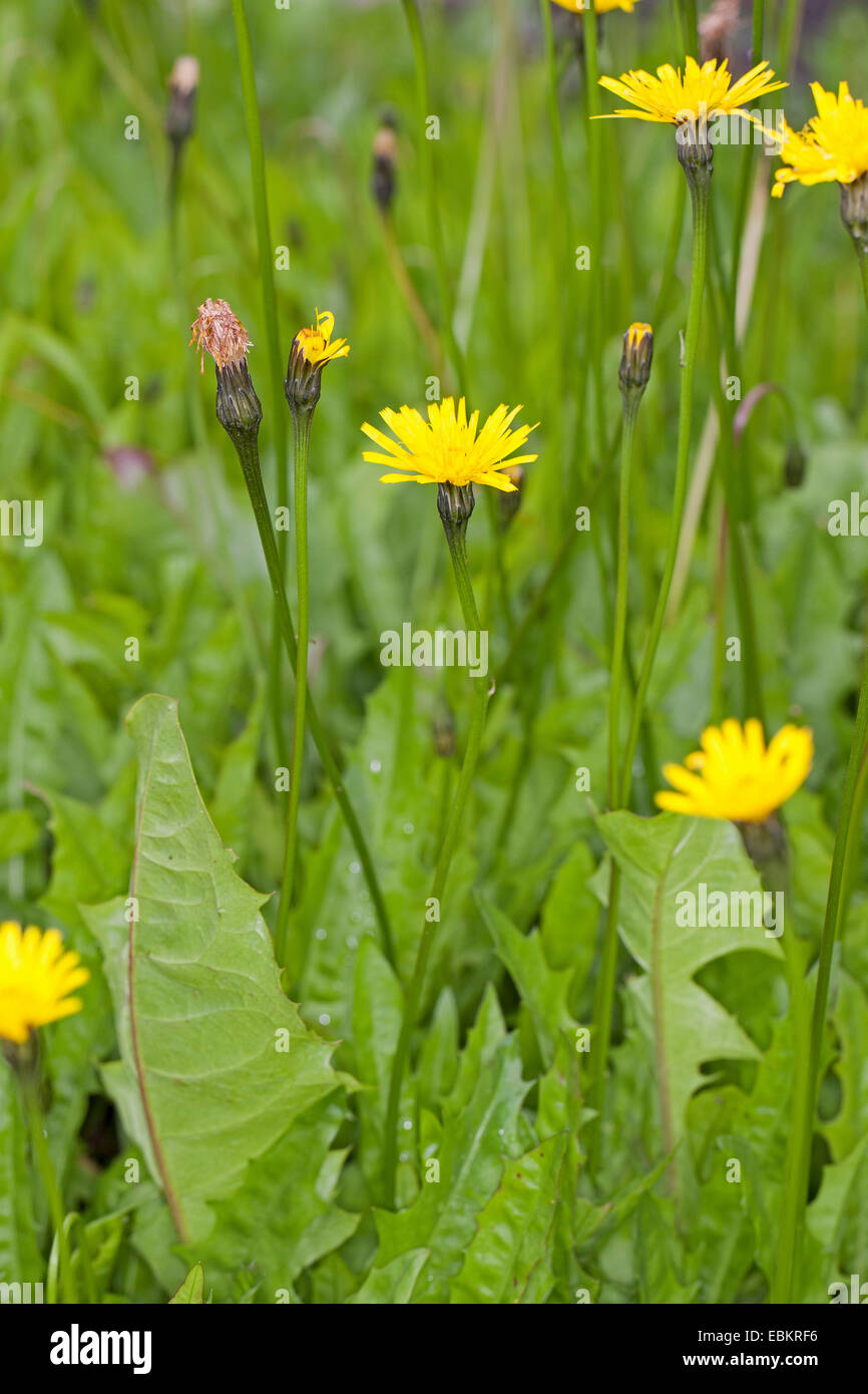 Meadow hawkbit hi-res stock photography and images - Alamy