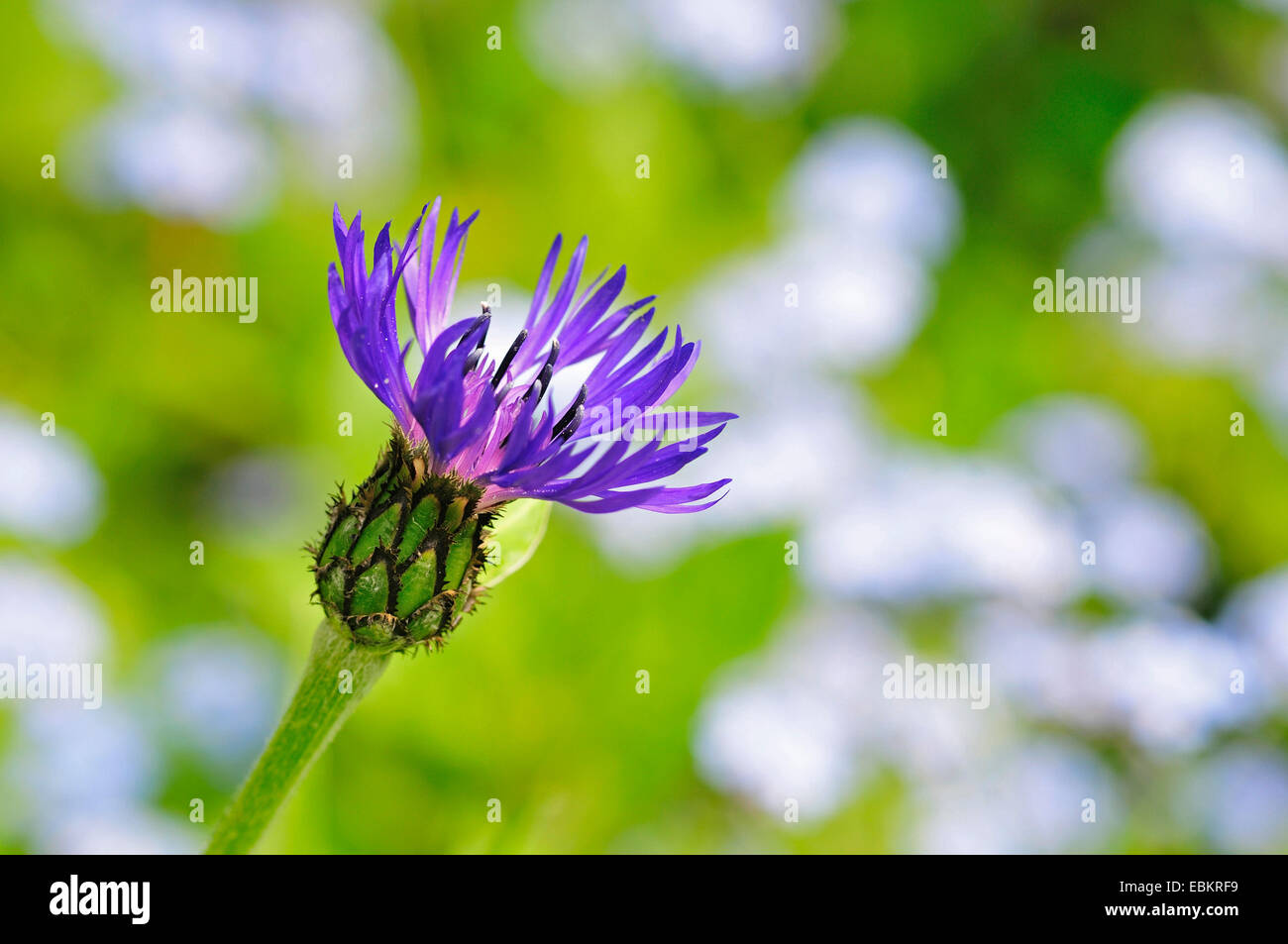 montane star-thistle, perennial cornflower, mountain knapweed ...