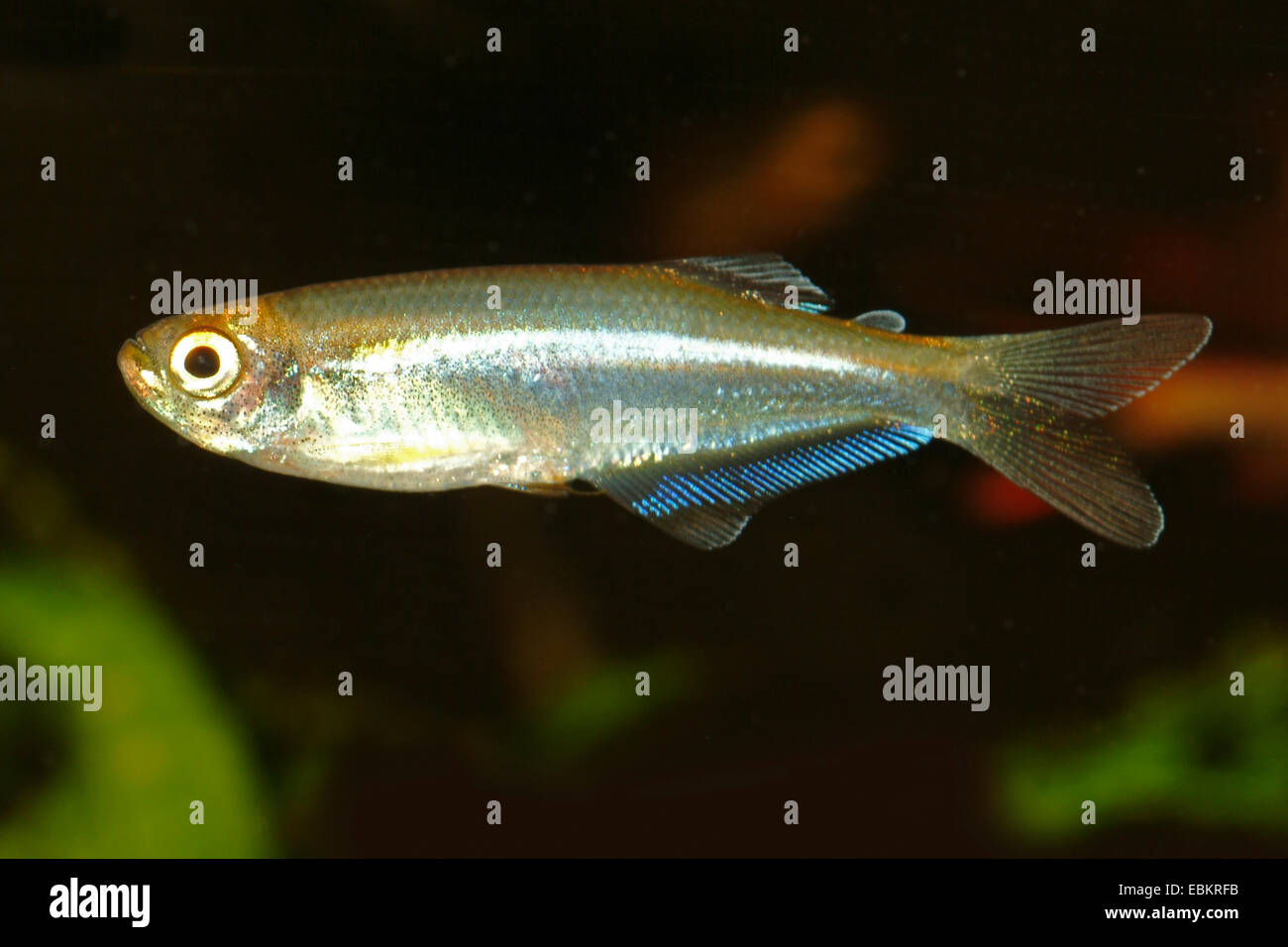 Small scaled tetra, Blue Tetra (Mimagoniates microlepis), swimming ...