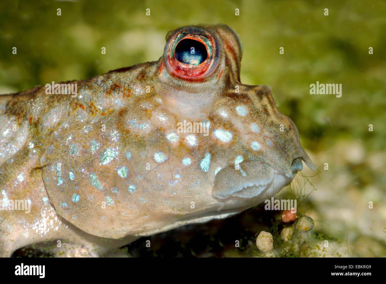 Atlantic mudskipper (Periophthalmus barbarus), portrait Stock Photo - Alamy