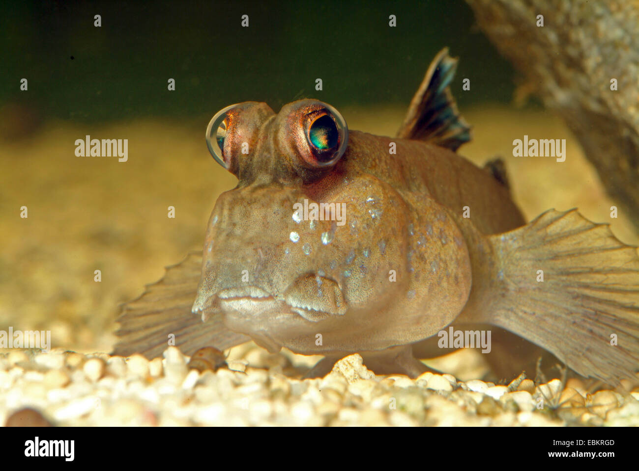 Atlantic mudskipper (Periophthalmus barbarus), portrait Stock Photo - Alamy