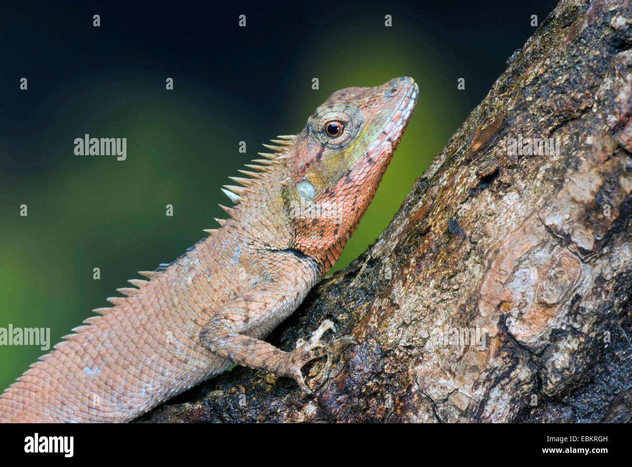 Indo-Chinese Forest Lizard, Blue-crested Lizard (Calotes mystaceus ...