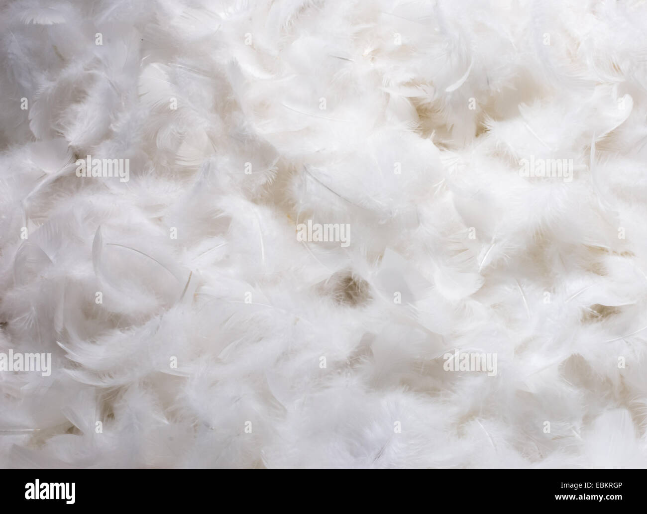 Downy white feathers hi-res stock photography and images - Alamy
