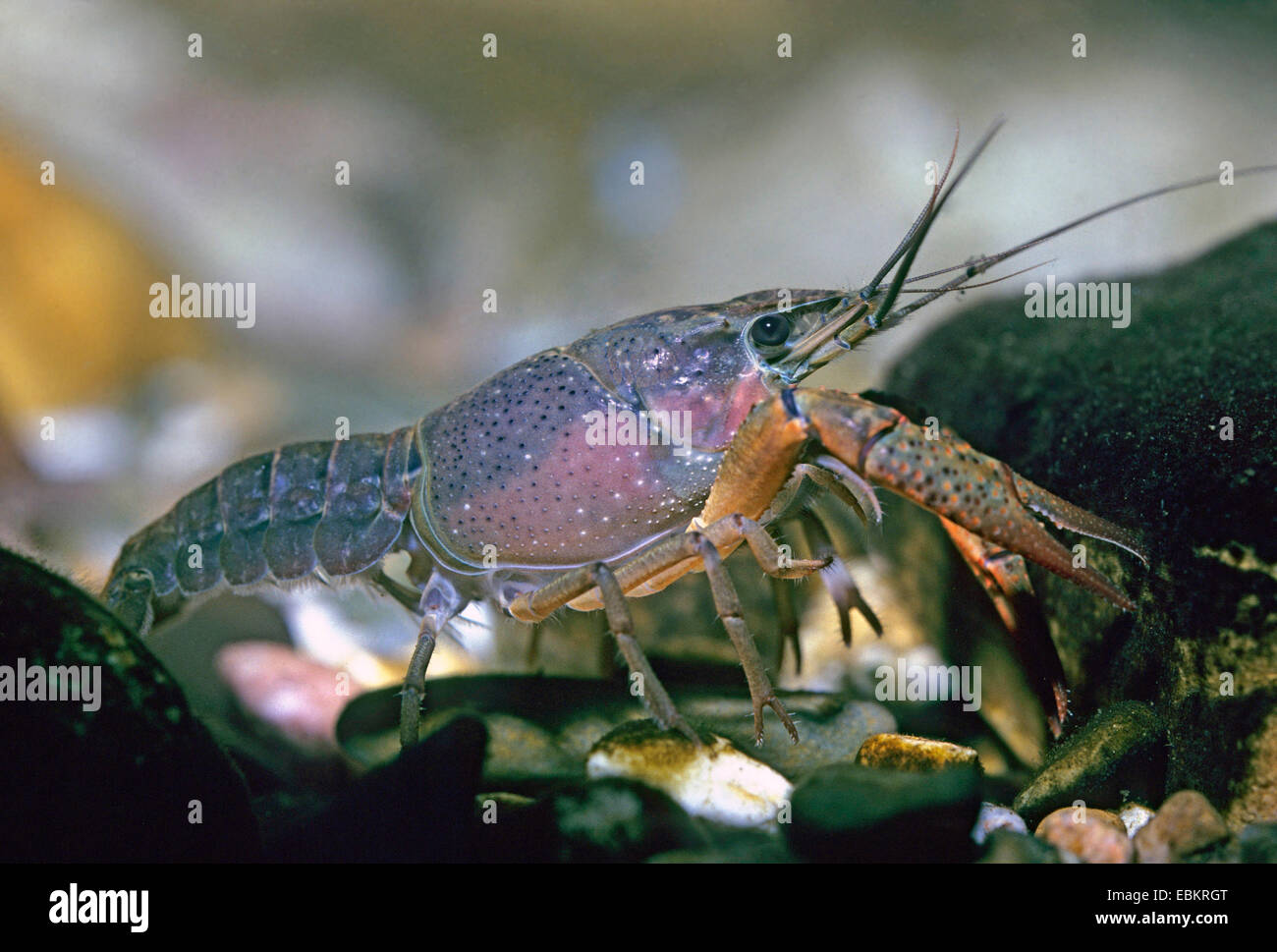 Everglades crayfish hi-res stock photography and images - Alamy