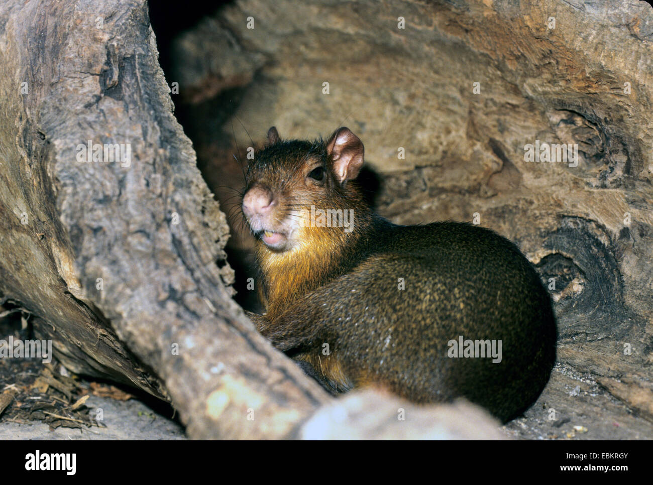 Green rodent hi-res stock photography and images - Alamy